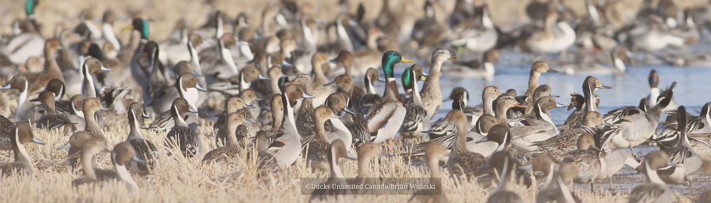 The Pintail Action Group - Conservation and Management